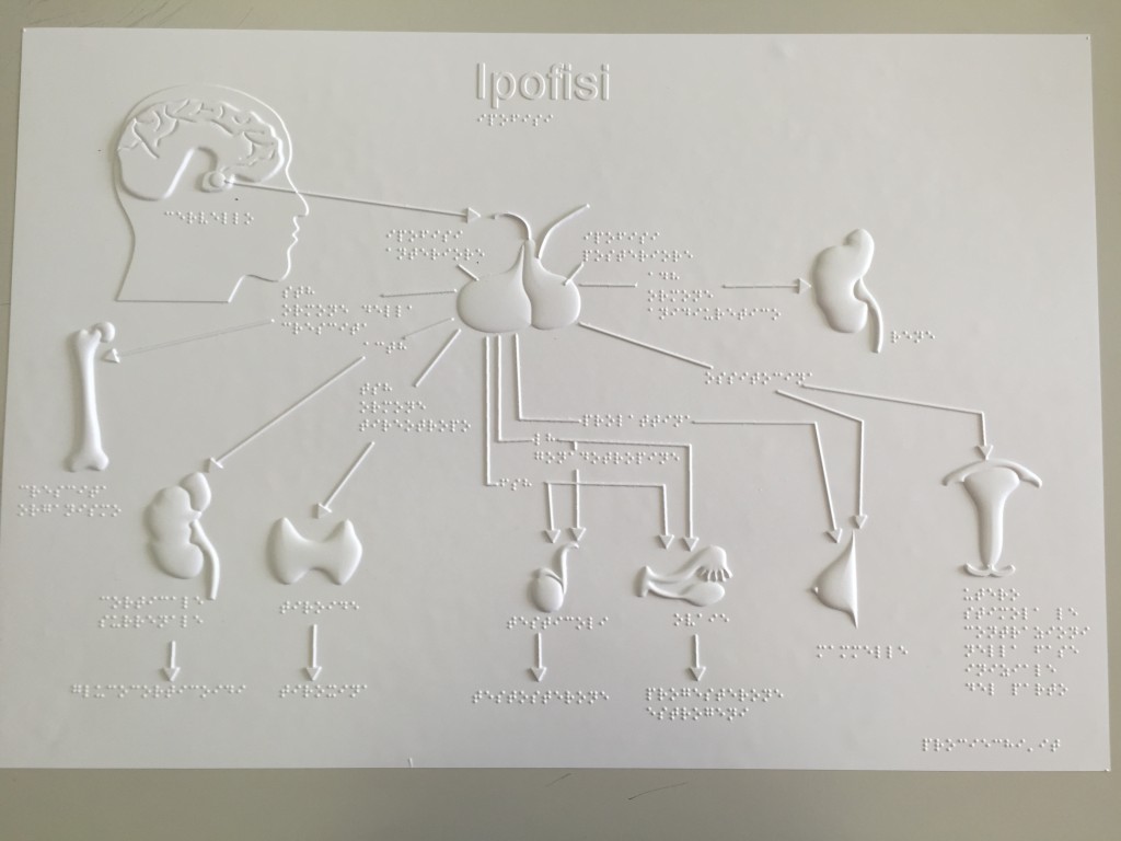 Ipofisi - Prociechi Shop